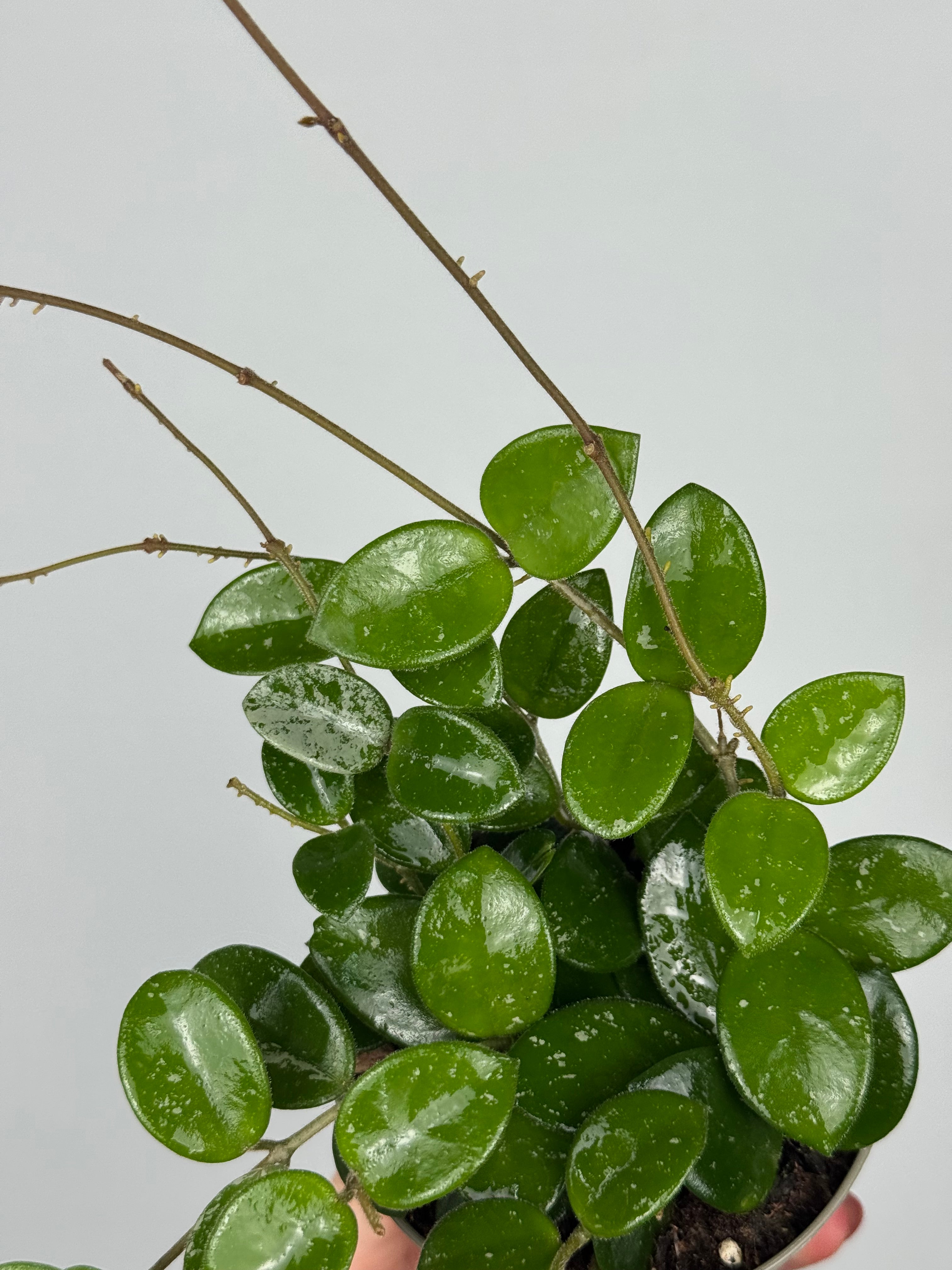 Hoya Mathilde Splash – Tropical Corner
