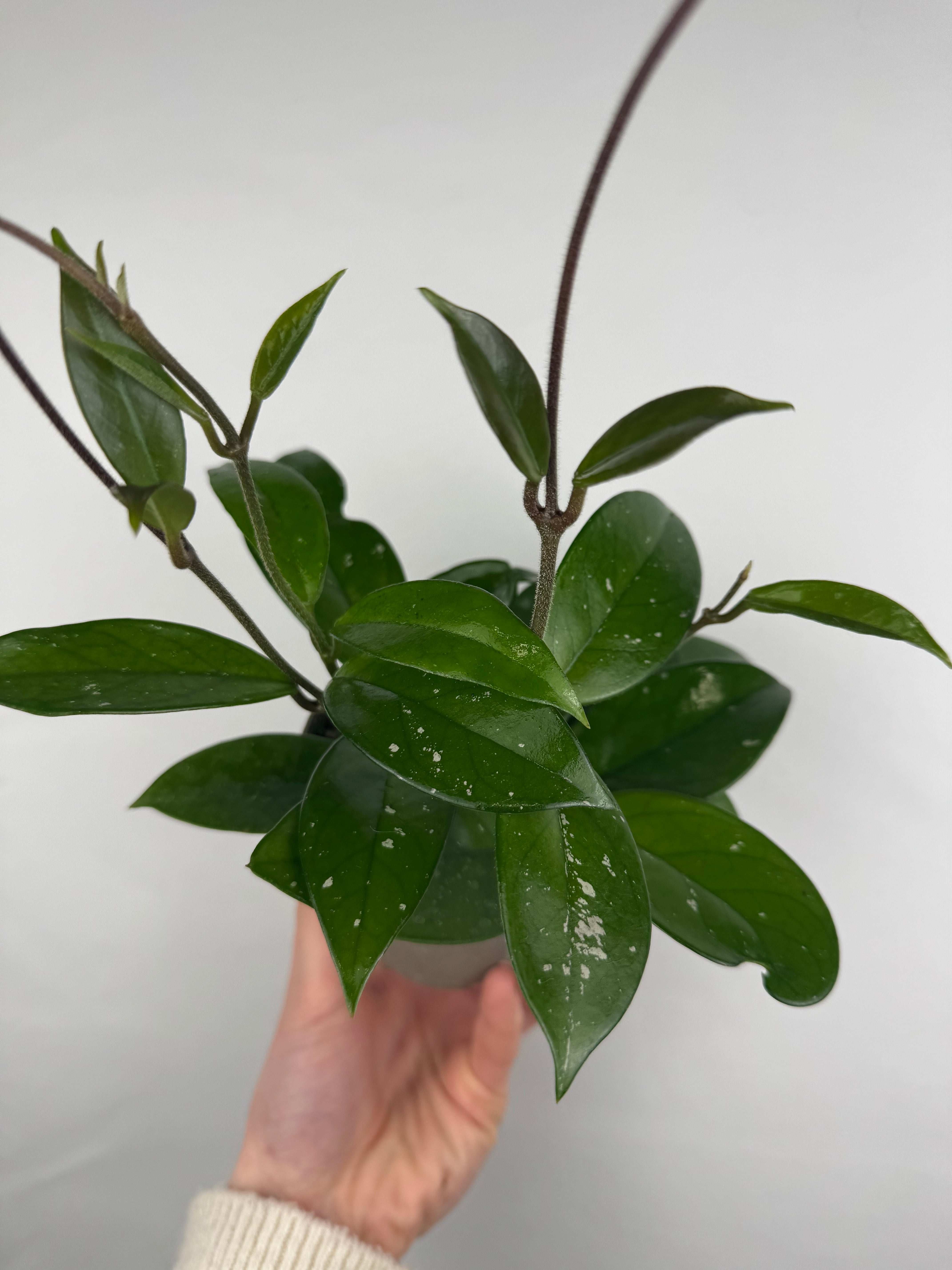 Hoya Carnosa 'Freckles Splash' – Tropical Corner