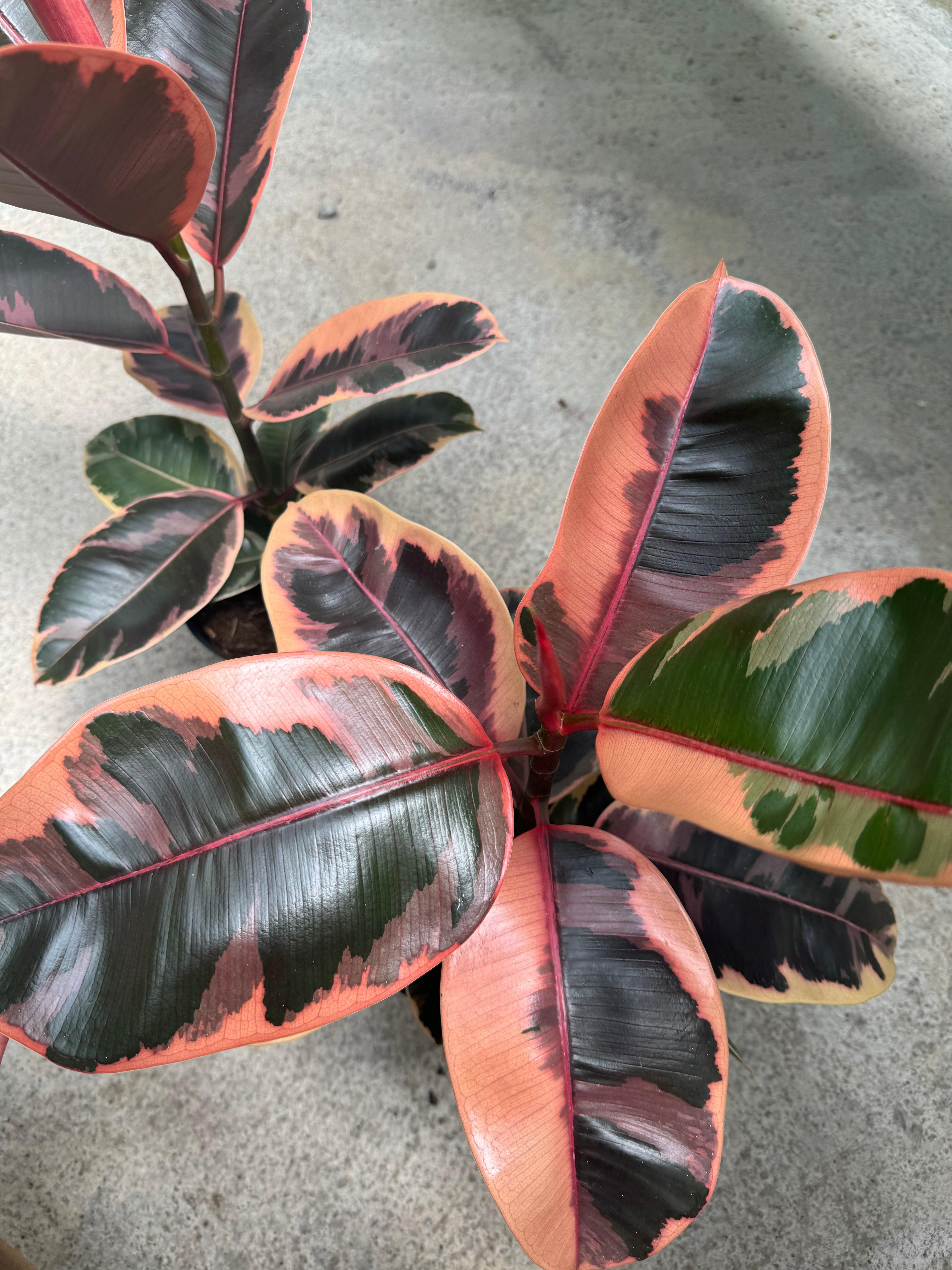 Ficus Ruby – Tropical Corner
